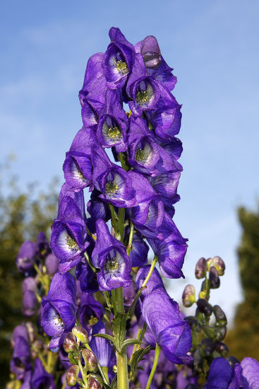 Azure Monkshood Aconitum Arendsii Aconitum Carmichaelii Editorial Stock ...