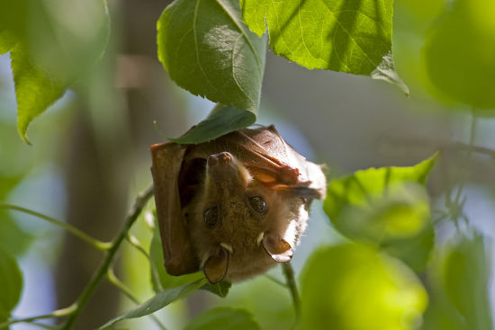 Peterss Epauletted Fruit Bat Epomophorus Crypturus Editorial Stock ...