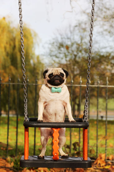 Wonderwoof Bowtie Gadget Dogs Launches Harrods Editorial Stock Photo ...