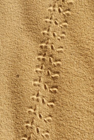 Insect Tracks Left Sand Sahara Desert Editorial Stock Photo - Stock ...