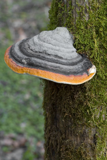 Red Banded Polypore Mushroom Fomitopsis Pinicola Editorial Stock Photo ...