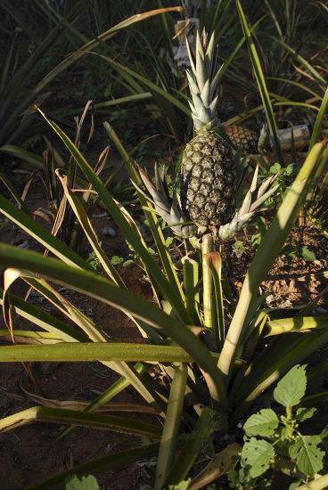 Pineapple Ananas Comosus Fruit Growing On Editorial Stock Photo - Stock ...