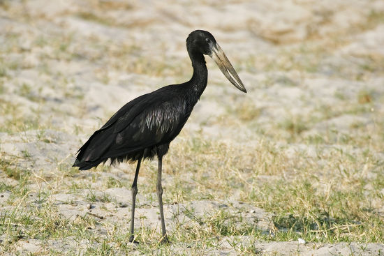 African Openbill Stork Anastomus Lamelligerus Chobe Editorial Stock ...