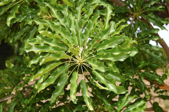 Foliage Shea Butter Tree Karite Tree Editorial Stock Photo - Stock ...