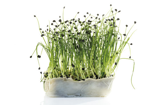 Rock Chives Editorial Stock Photo - Stock Image | Shutterstock