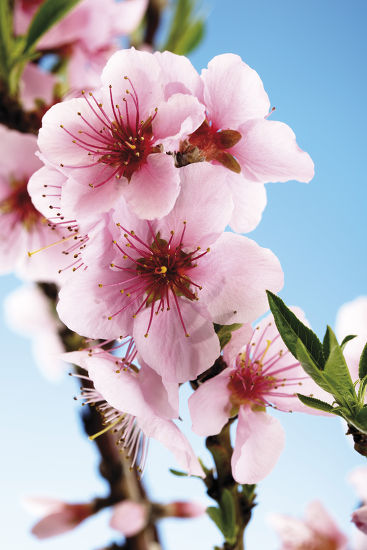Nectarine Blossoms Prunus Persica Editorial Stock Photo - Stock Image ...