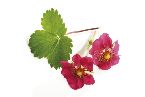 Lipstick Strawberry Fragaria Lipstick Blossoms Editorial Stock Photo ...