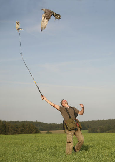 Model Released Falconer Trains Gyr Falcon Editorial Stock Photo - Stock ...