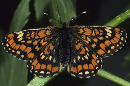Scarce Fritillary Euphydryas Maturna Editorial Stock Photo - Stock ...