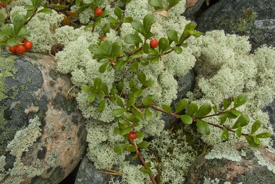 Reindeer Lichen Caribou Moss Cladonia Rangiferina Editorial Stock Photo ...