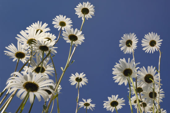 Meadow Oxeye Daisies Leucanthemum Vulgare Worms Editorial Stock Photo ...