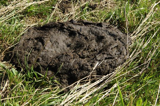 Cow Dropping Editorial Stock Photo - Stock Image | Shutterstock