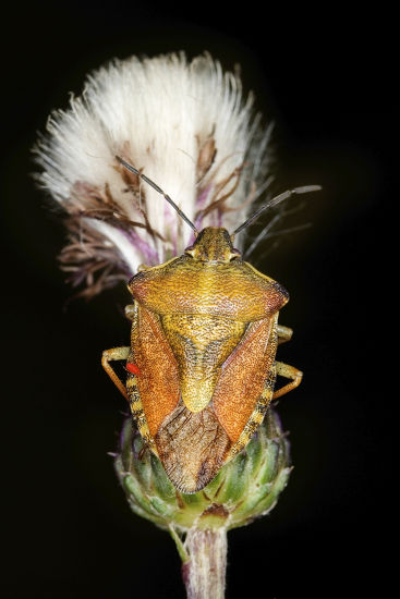 Carpocoris Fuscispinus Editorial Stock Photo - Stock Image | Shutterstock