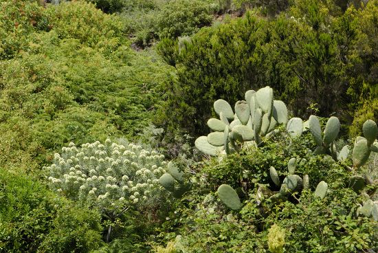 Cacti Forest Tenerife Canary Islands Spain Editorial Stock Photo ...