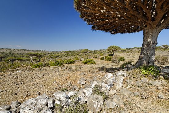 Dragons Blood Tree On Socotra Island Editorial Stock Photo - Stock ...