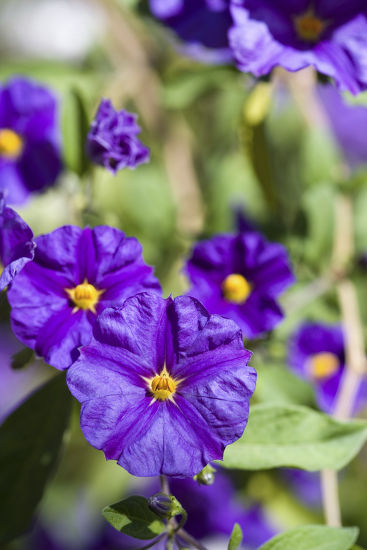Golden Robe Solanum Rantonetti Solanaceae Blossoms Editorial Stock ...