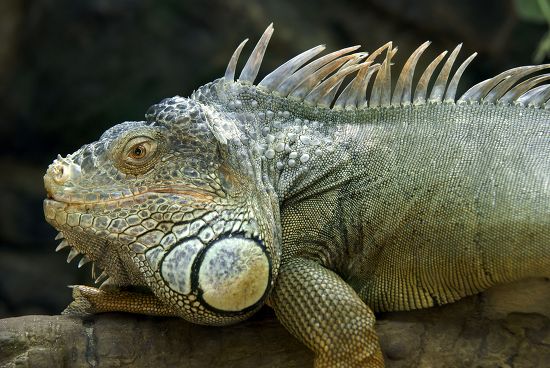 Green Iguana Iguana Iguana Editorial Stock Photo - Stock Image ...