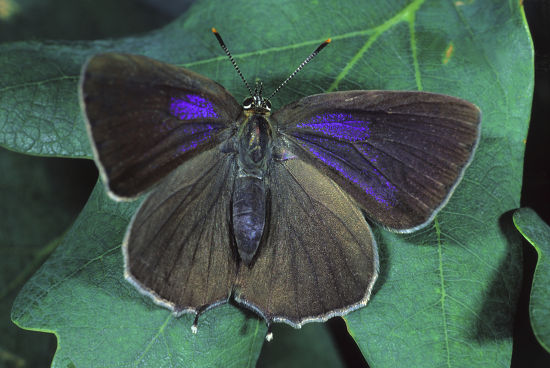 Oak Hawk Moth Quercusia Quercus Editorial Stock Photo - Stock Image ...