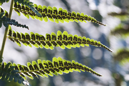 Leaves Wood Fern Dryopteris Editorial Stock Photo - Stock Image ...