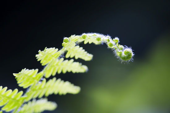 Fern Shoots Pteridium Aquilinum Editorial Stock Photo - Stock Image ...