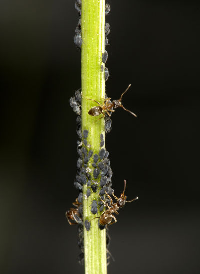 Plant Lice Aphidoidea On Corn Poppy Editorial Stock Photo - Stock Image ...