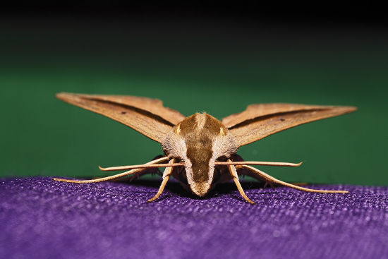 Moth Sungai Mahakam Eastkalimantan Borneo Indonesia Editorial Stock ...