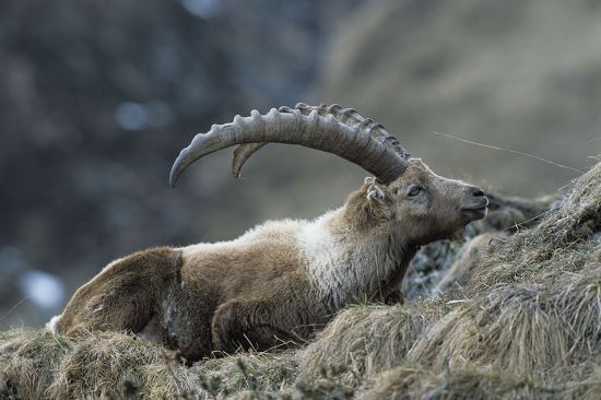 Alpine Ibex Capra Ibex Resting On Editorial Stock Photo - Stock Image ...