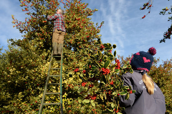 Nick Coller Harvesting Holly Ludham Norfolk Editorial Stock Photo ...