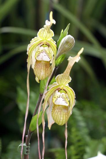 Phragmipedium Betheva Orchid Editorial Stock Photo - Stock Image ...