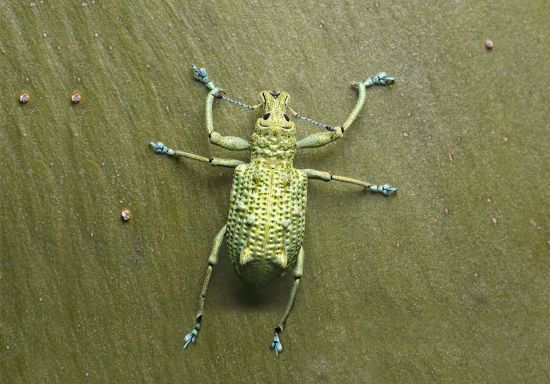Weevil Curculionidae On Smooth Bark Capirona Editorial Stock Photo ...