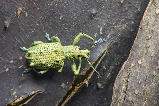 Weevil Curculionidae On Smooth Bark Capirona Editorial Stock Photo ...