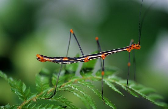 Peruvian Fire Stick Oreophoetes Peruana Native Editorial Stock Photo ...
