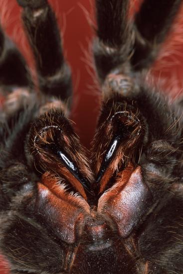 Tarantula Fangs Curly Haired Tarantula Brachypelma Editorial Stock ...