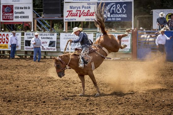 Saddle Bronc Riding Competition Philomath Rodeo Editorial Stock Photo ...