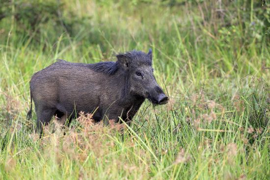Wild Boar Sus Scrofa Affinis Sri Editorial Stock Photo - Stock Image ...