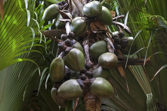 Coco De Mer Female Unripe Fruit Editorial Stock Photo - Stock Image ...