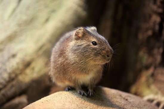 Greater Guinea Pig Cavia Magna Adult Editorial Stock Photo - Stock ...