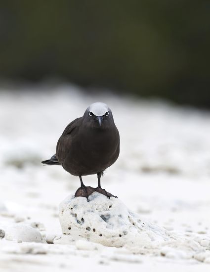 White Capped Noddy Anous Minutus Bird Editorial Stock Photo - Stock ...