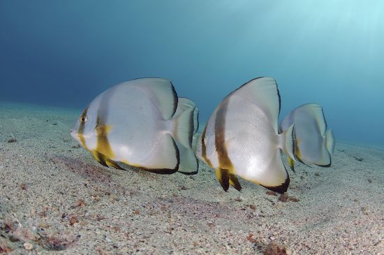 Orbicular Batfish Circular Batfish Orbiculate Batfish Editorial Stock ...