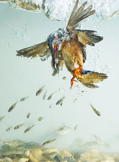 Kingfisher Diving Into Water Catch Fish Editorial Stock Photo - Stock ...