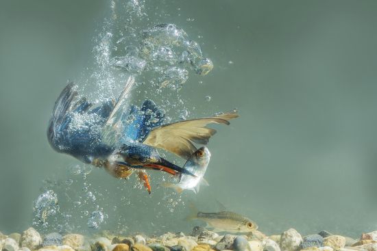 Kingfisher Diving Into Water Catch Fish Editorial Stock Photo - Stock ...