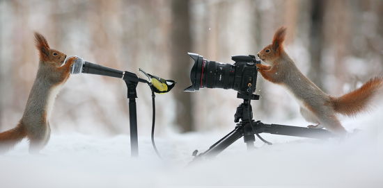 Two Squirrels Play Microphone Camera Look Editorial Stock Photo - Stock ...