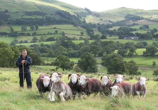 James Rebanks Author Shepherd His Herdwick Editorial Stock Photo ...