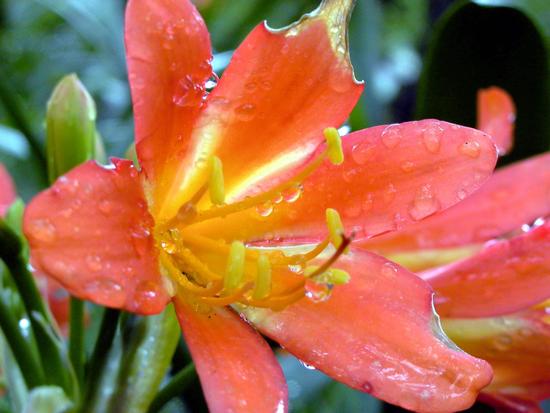 Scarborough Lily Vallota Speciosa Editorial Stock Photo - Stock Image ...