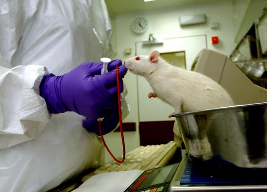 Scientist Rat Huntingdon Life Sciences Editorial Stock Photo - Stock ...