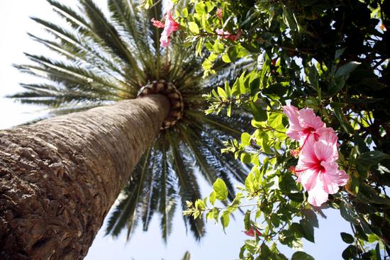 Hibiscus Rosa Sinensis Chinese Rose Palm Editorial Stock Photo - Stock ...