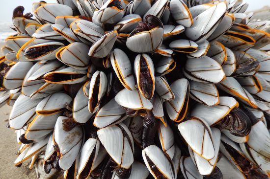 Rare Goose Barnacles Found Washed On Editorial Stock Photo - Stock ...