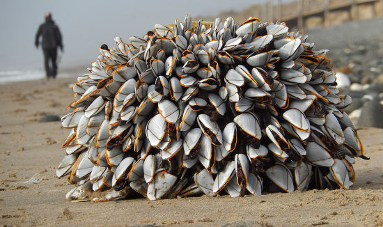 Rare Goose Barnacles Found Washed On Editorial Stock Photo - Stock ...