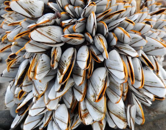 Rare Goose Barnacles Found Washed On Editorial Stock Photo - Stock ...