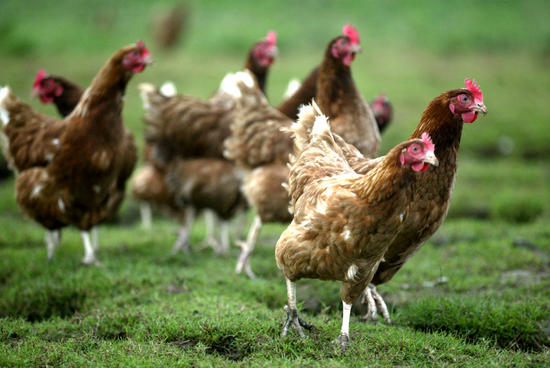 Free Range Hens Boven Goldling Breed Editorial Stock Photo - Stock ...
